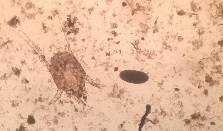 Acari delle orecchie del cane e del gatto, scopriamoli da vicino ...