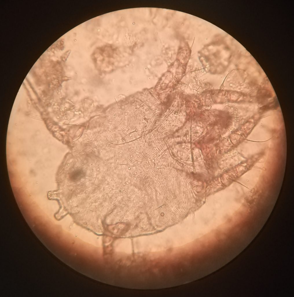 Acari delle orecchie del cane e del gatto, scopriamoli da vicino ...